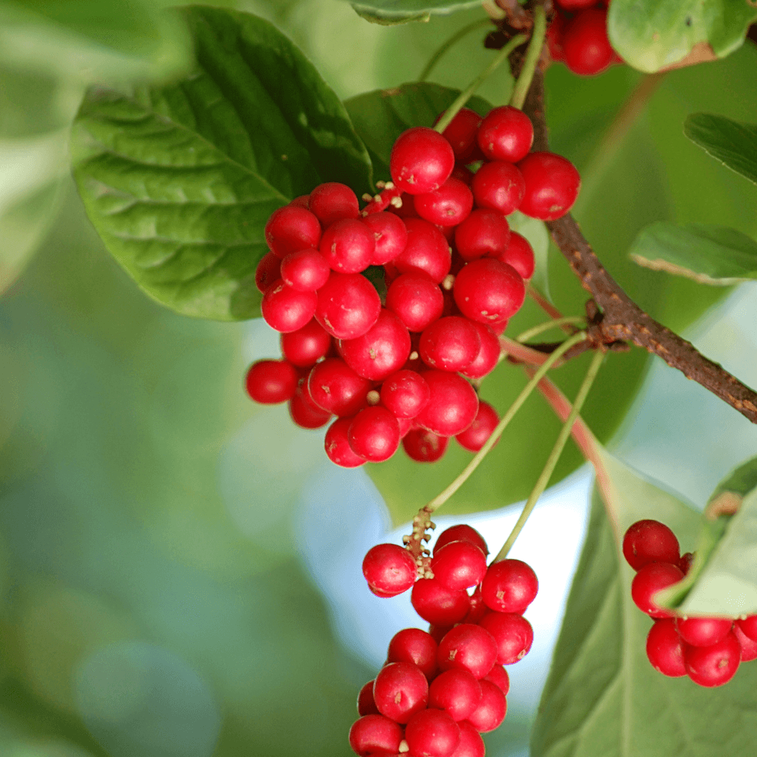 Schizandra for the Transition to Spring – Root + Bones