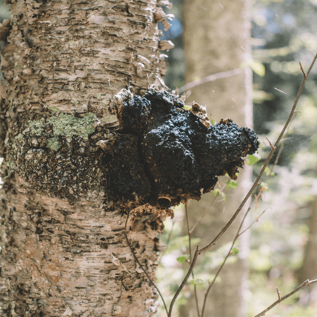 Tonic Herbs, Di Tao, and Ethical Wildcrafting: Spotlight on Chaga ...