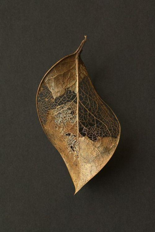 Understanding the Po, Spirit of Autumn – Root + Bones